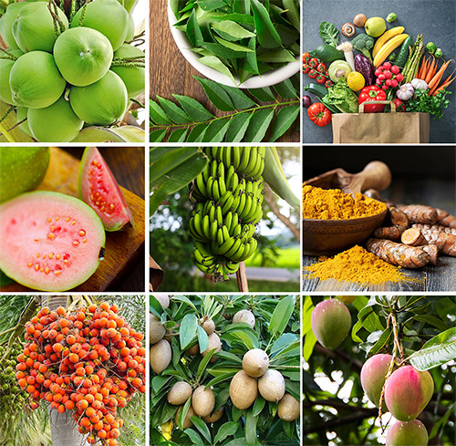 Aram Organic FPO Coimbatore - Primary Produces